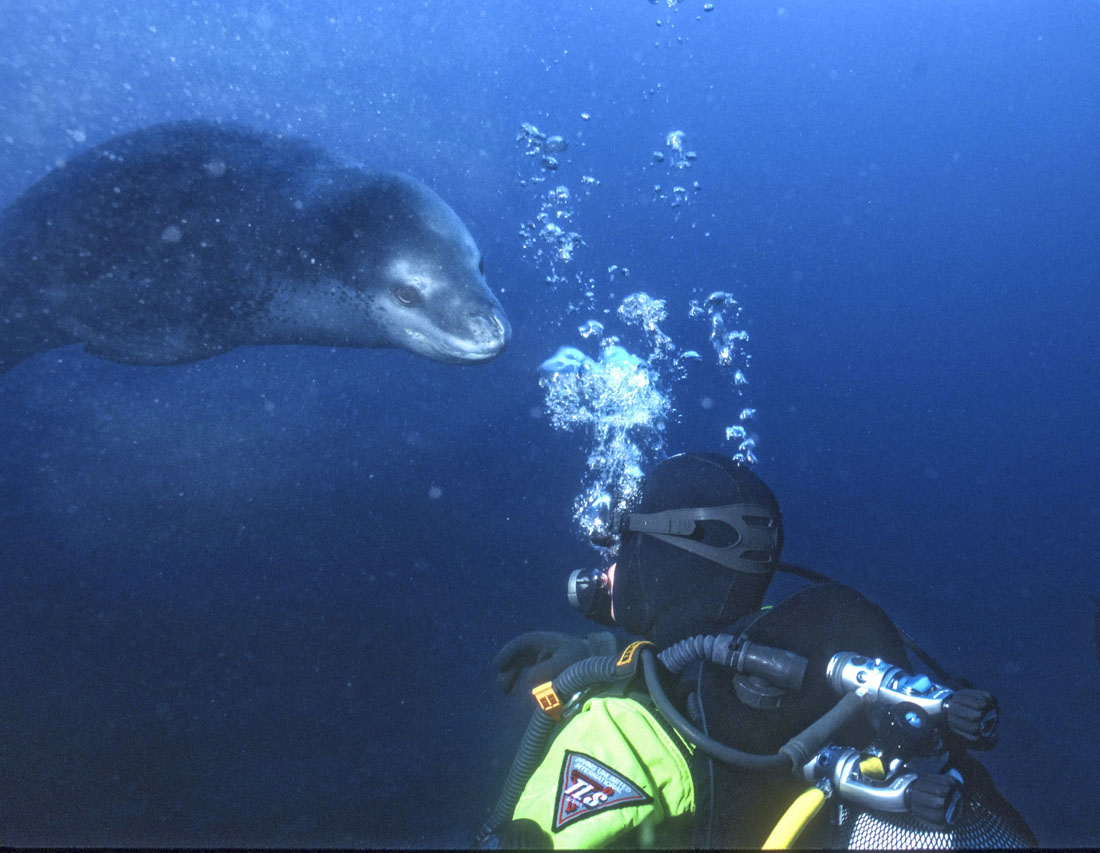 Scuba Diving Icy Antarctica – Peachin Adventure